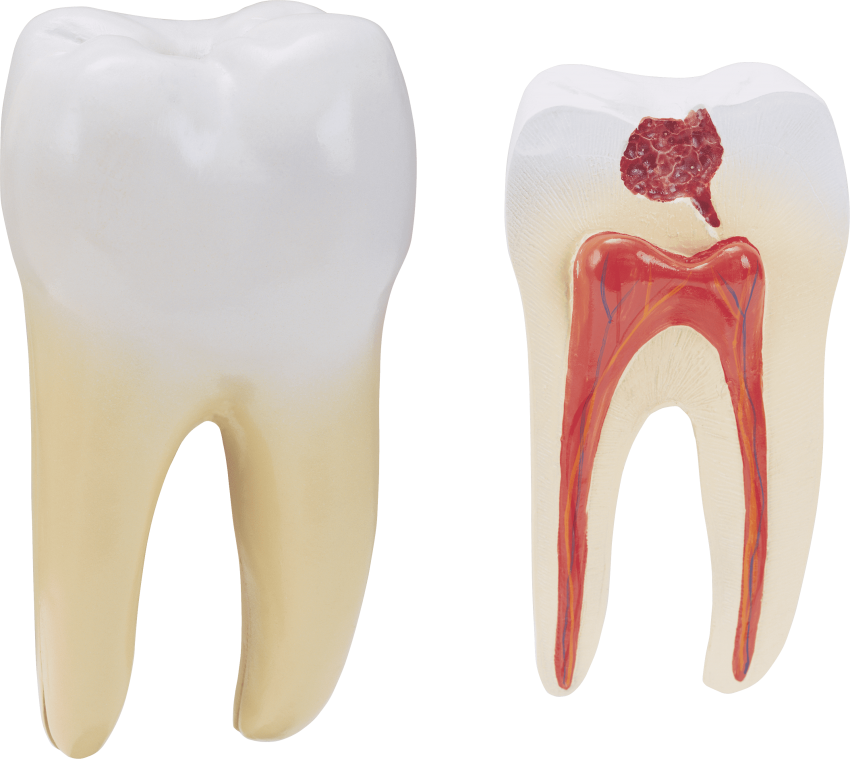 Free Png Teeth Png Images Transparent - Teeth Png - Free Transparent ...
