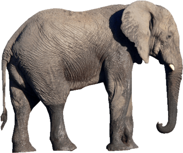 Free Png Elephant Png Images Transparent - Elephant Png - Free ...