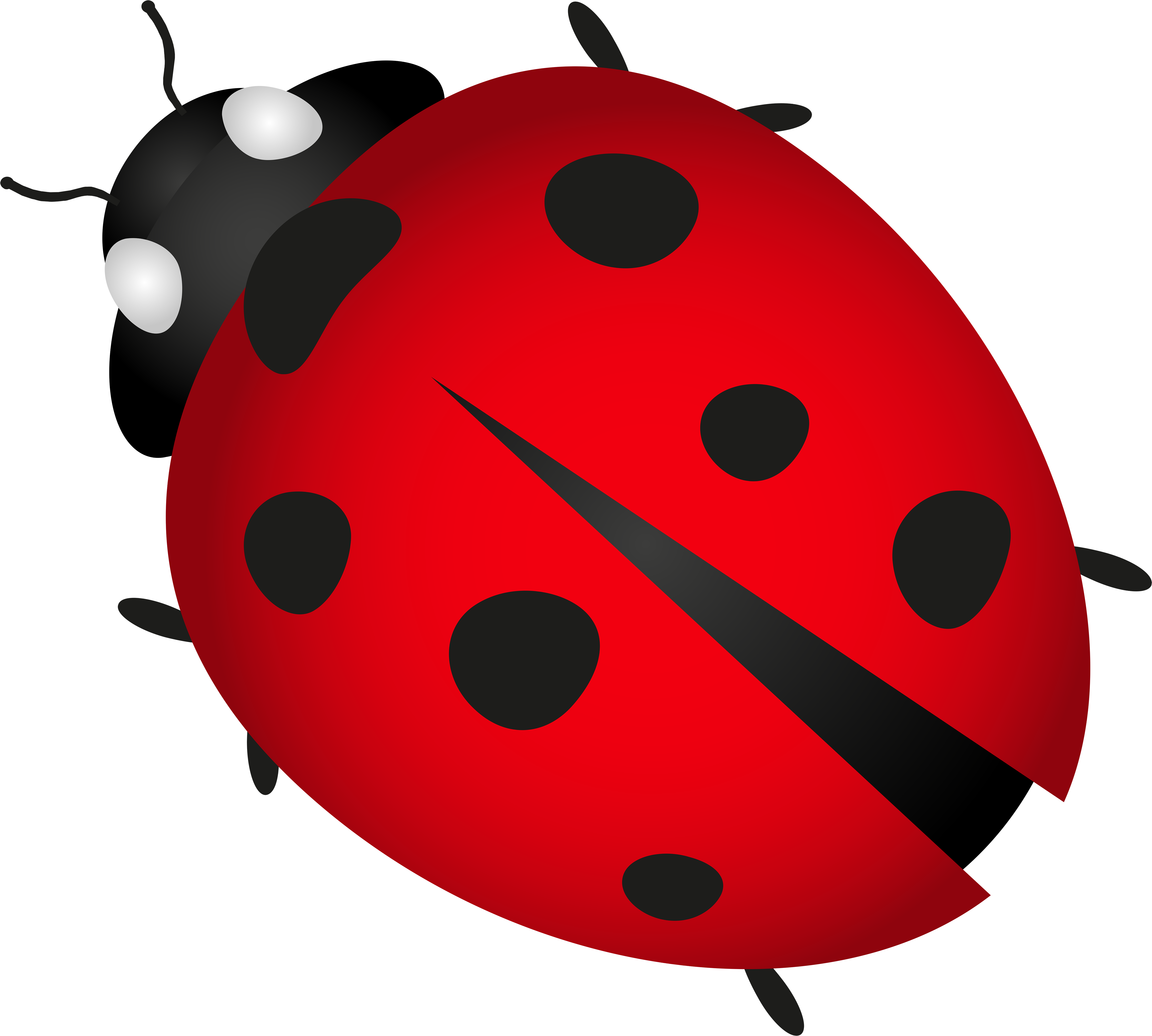 Clipart Png Insect - Ladybug Transparent - Free Transparent PNG ...