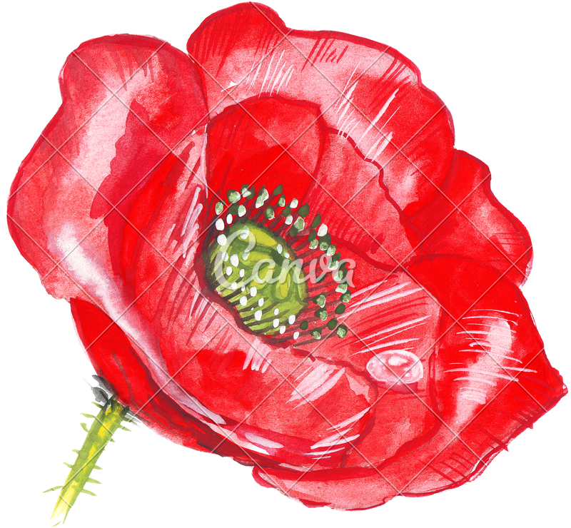 Download Hand Drawing Sketch Poppy Flower - Flor De Amapola Dibujo PNG ...