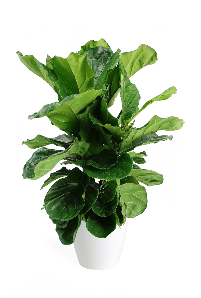 Download Ficus Lyrata Small Bush - Ficus Lyrata Bush PNG Image with No ...