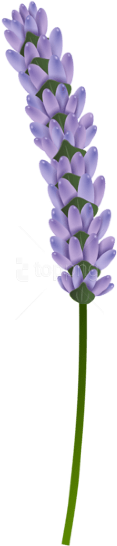 Download Free Png Download Lavender Transparent Png Images Background ...