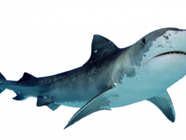 Download Transparent Background Shark Png PNG Image with No Background ...