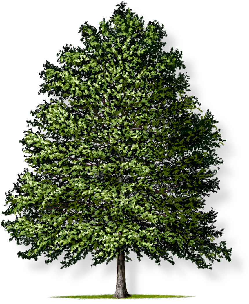 Tree Height - Transparent Background Tree Png - Free Transparent PNG ...