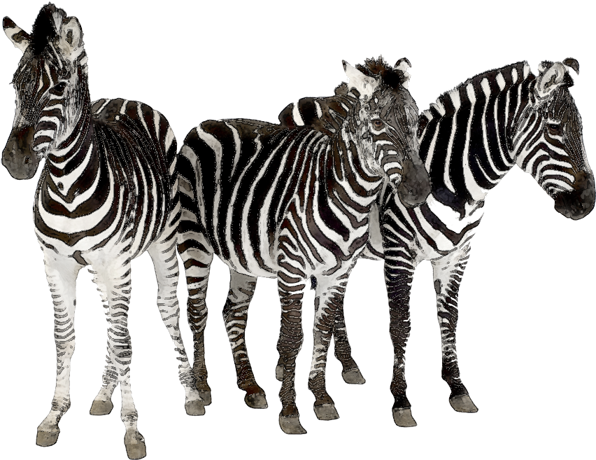 Zebra Silhouette Transparent