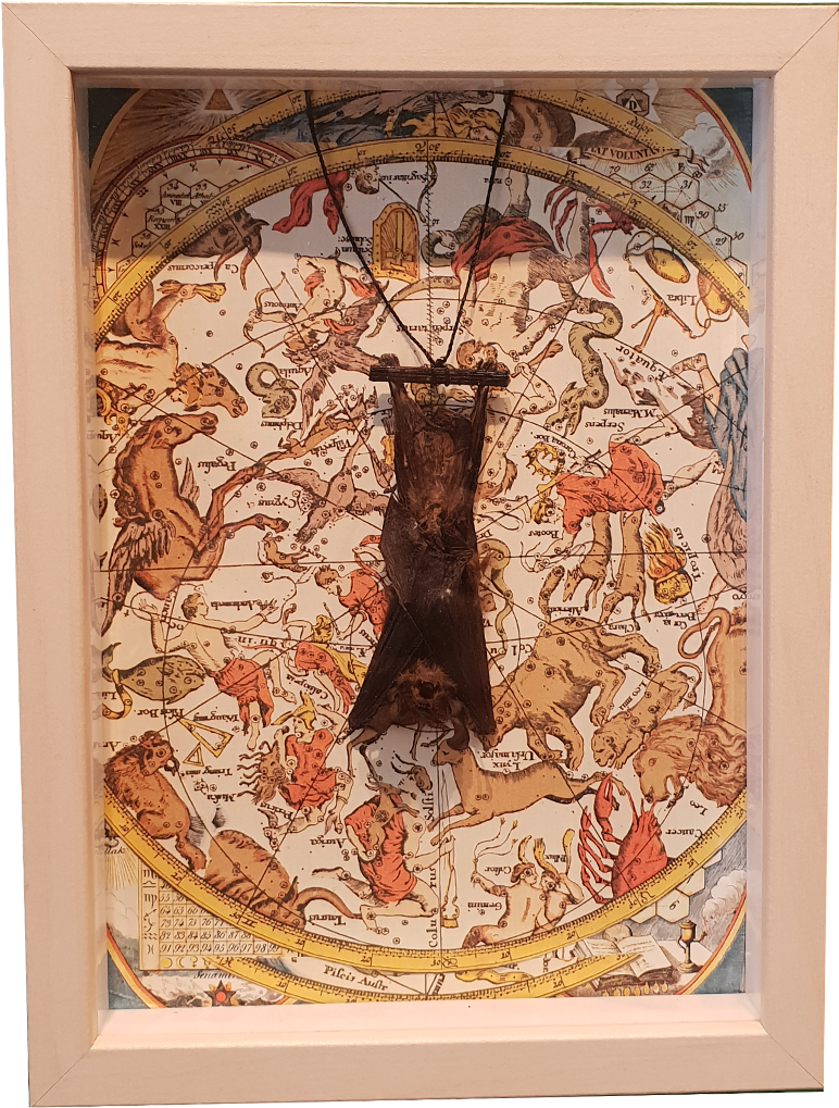 Download Hanging Bat Astrology Collage Frame - Picture Frame PNG Image ...