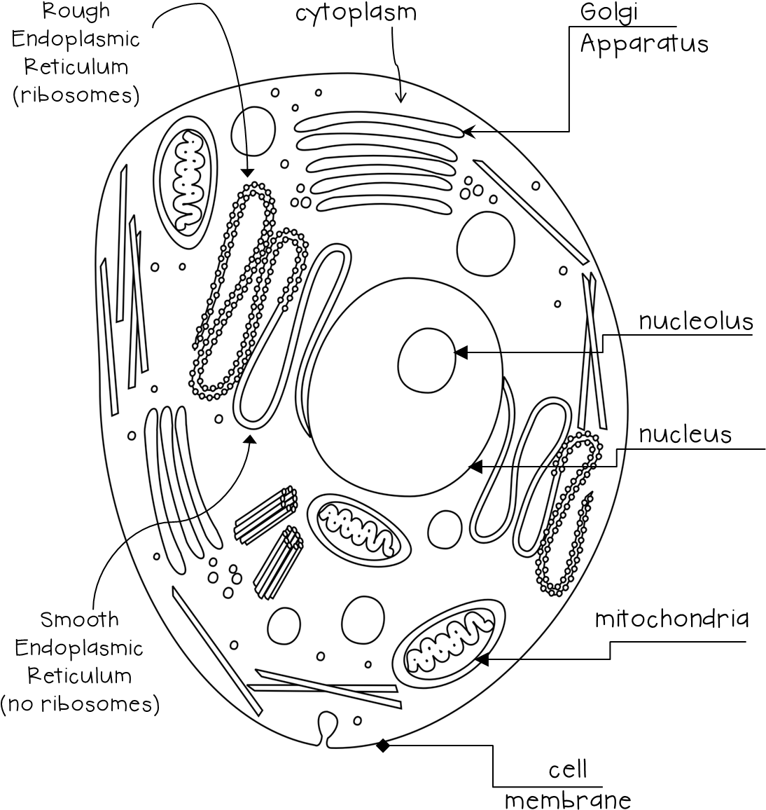 Animal Cell Black And White - Circle - Free Transparent PNG Download ...