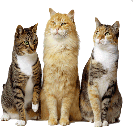 Adopt Cat - Imagens De Gatos Png - Free Transparent PNG Download - PNGkey