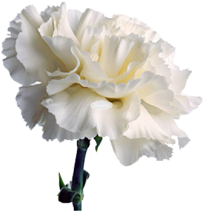 Carnation 1 - White Carnation Png - Free Transparent PNG Download - PNGkey