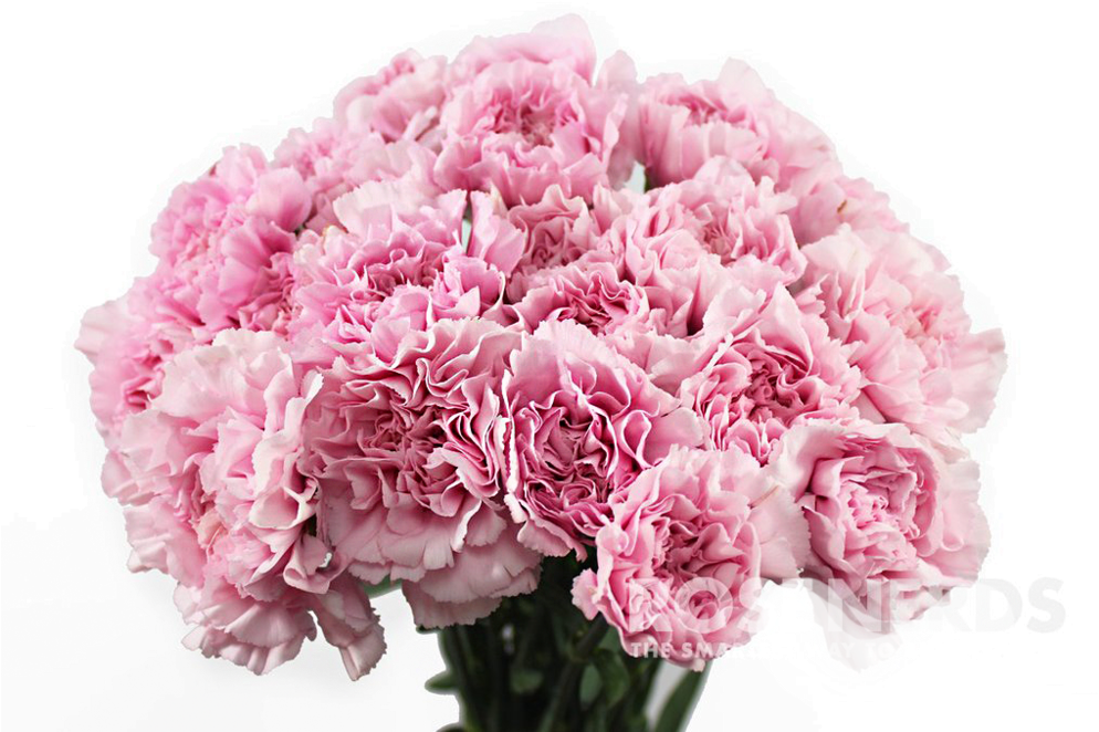 Carnation Flower Png - Free Transparent PNG Download - PNGkey