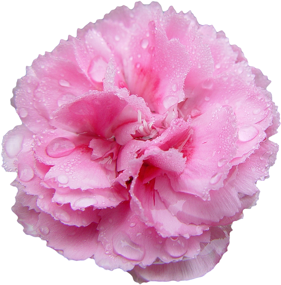 “pink Carnation - Carnation Transparent - Free Transparent PNG Download ...
