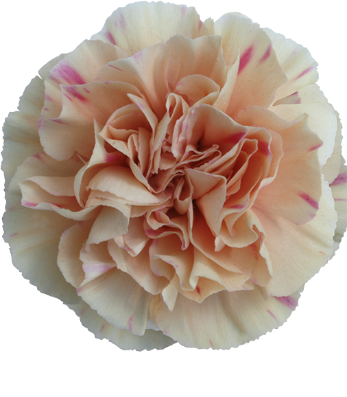 Download Colibri Flowers Carnation Appletea Grower Of Carnations ...