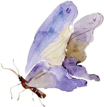 Download Juno May Music Butterfly Web - Watercolor Painting PNG Image ...