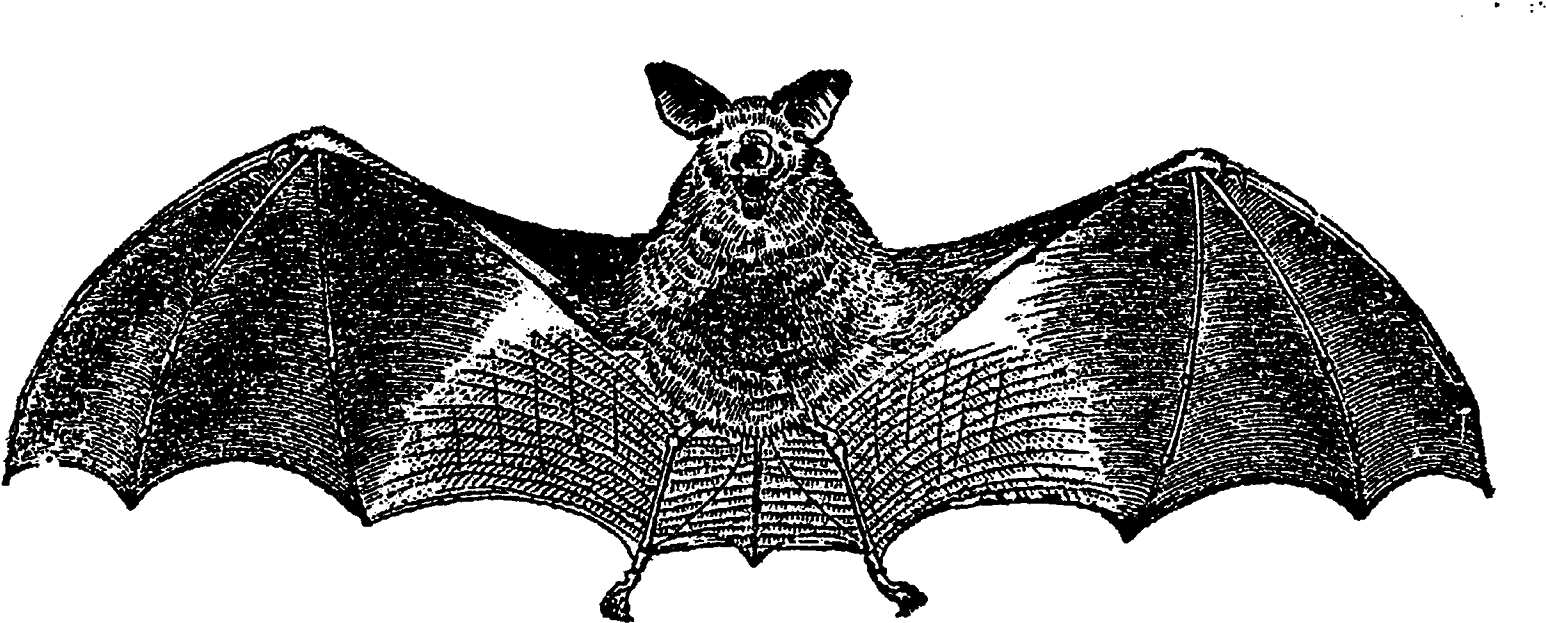 Download Scary Halloweeen Bat Images - Vampire Bat PNG Image with No ...