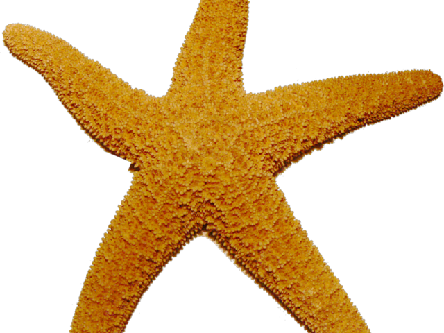 Starfish Transparent Background