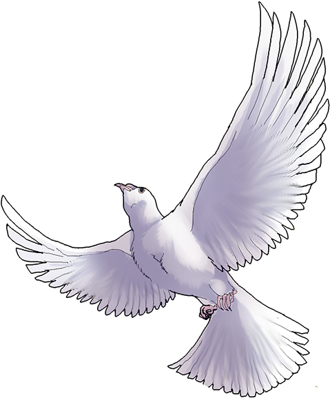 Download Simple - - Rock Dove PNG Image with No Background - PNGkey.com