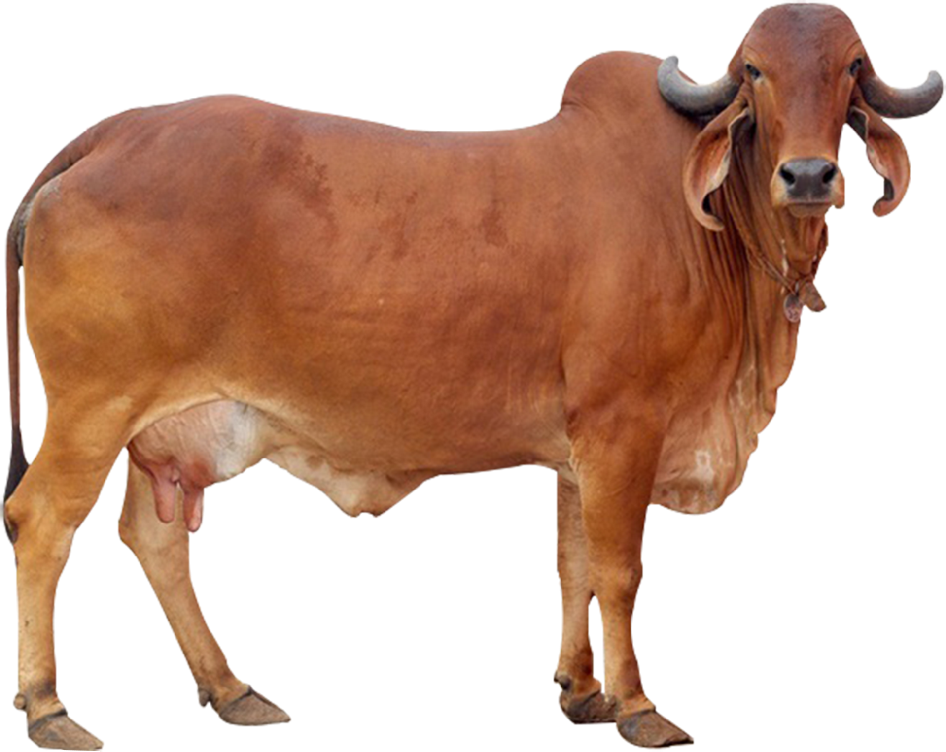Download Distinctive Features Of Gir Cow - Desi Gir Cow Png PNG Image with No Background ...