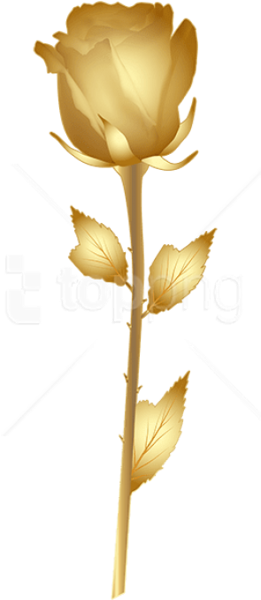 Free Png Download Beautiful Gold Rose Png Images Background - Rose Gold ...