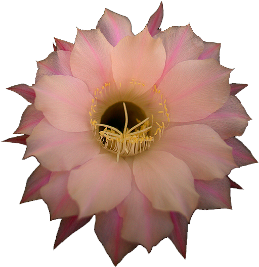 Download Pink Cactus Flower - Large-flowered Cactus PNG Image with No ...