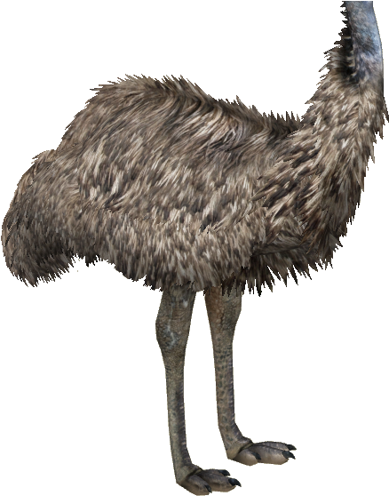 Download Type A - Emu PNG Image with No Background - PNGkey.com