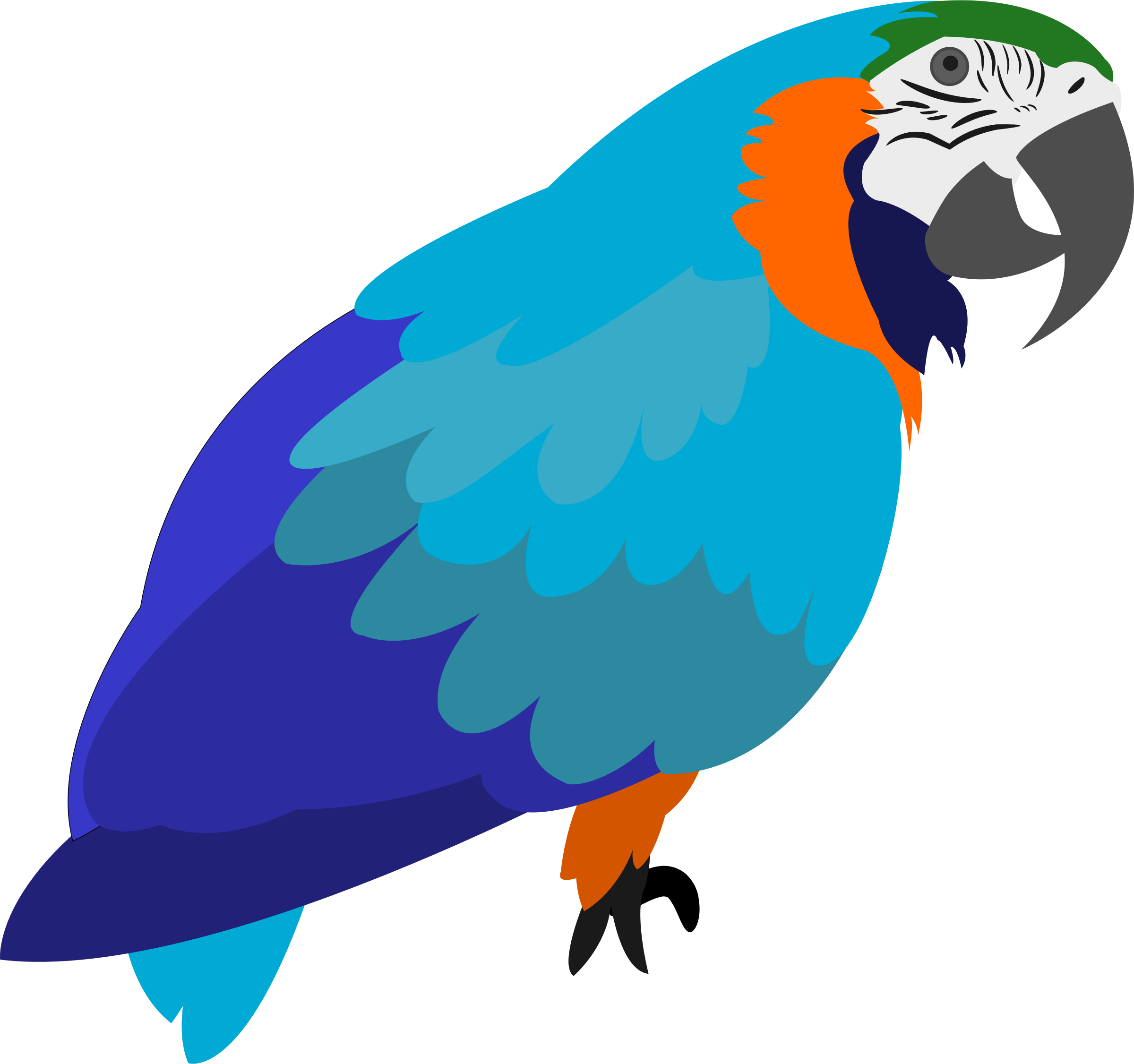 Parrot Clipart Png
