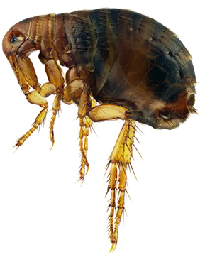 Download Flea Transparent Image - Super Fleas PNG Image with No ...