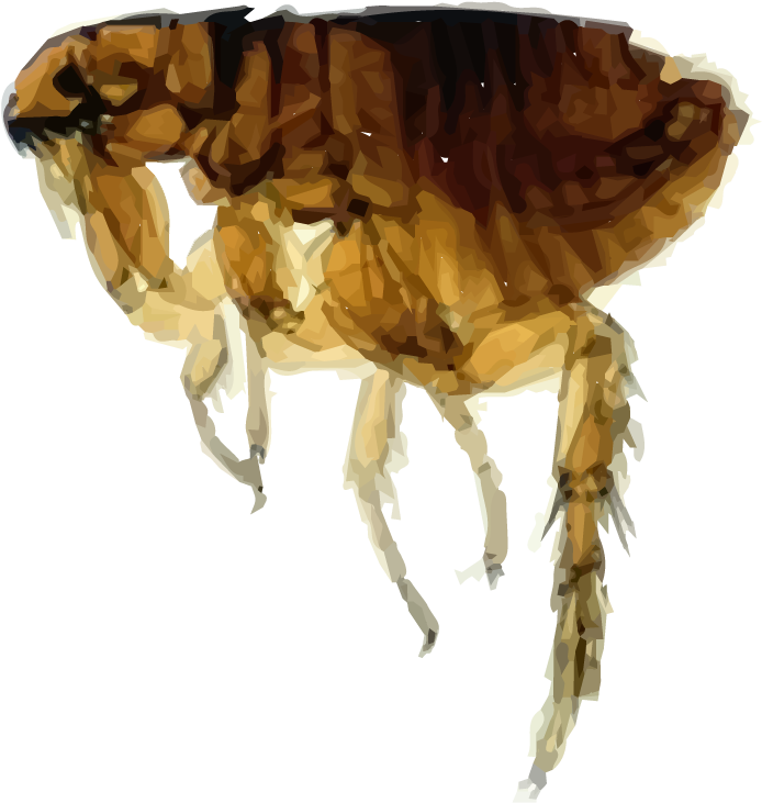 Download Flea Png PNG Image with No Background - PNGkey.com