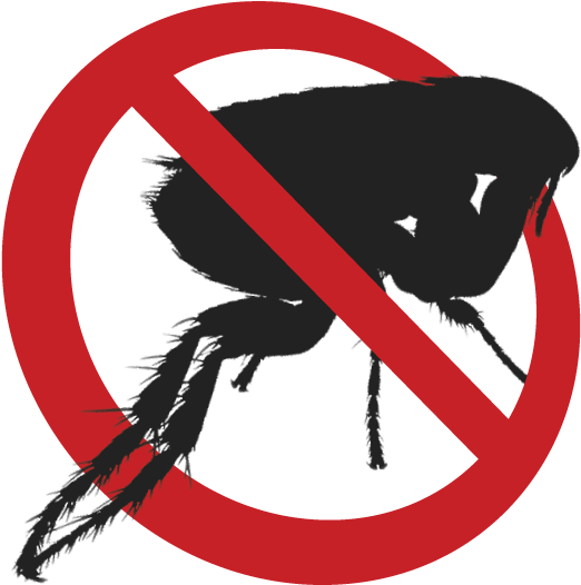 Flea Download Png Image - Flea - Free Transparent PNG Download - PNGkey