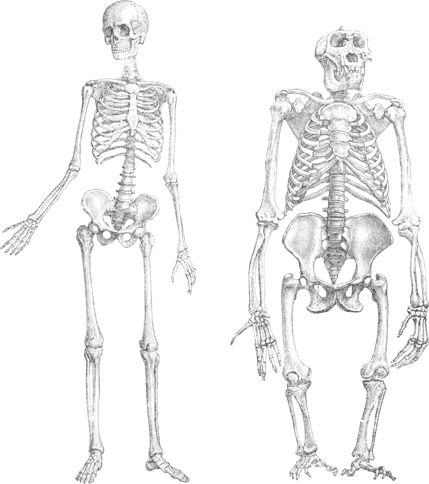 Primatenskelett Drawing Transparent - Ape And Human Skeleton - Free ...