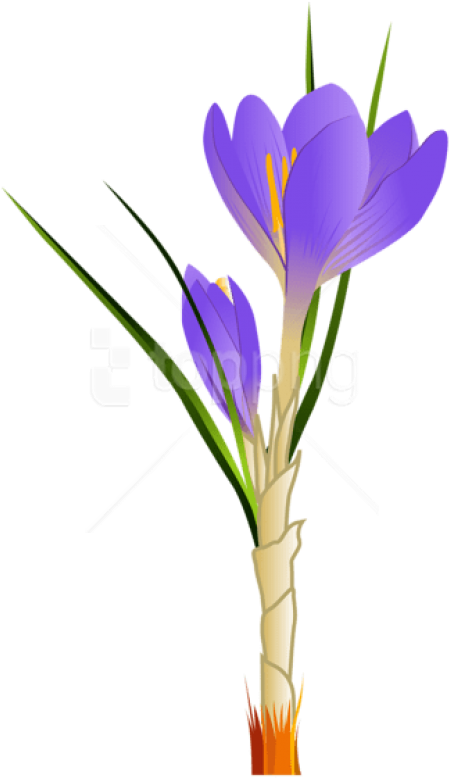 Download Free Png Spring Crocuspicture Png Images Transparent - Crocus ...
