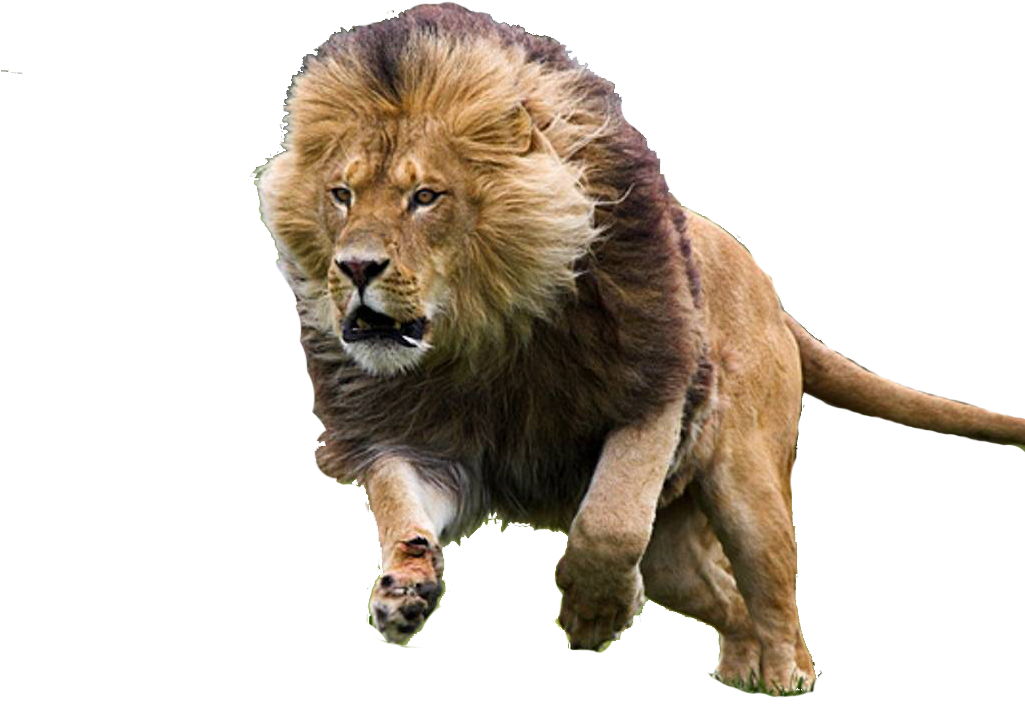 Hupoart - Weebly - Com - Lion Running Images Hd - Free Transparent PNG ...