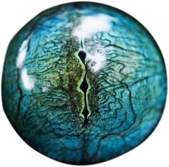 Transparent Snake Eye Made By Totally Transparent - Snake Eye Close Up ...