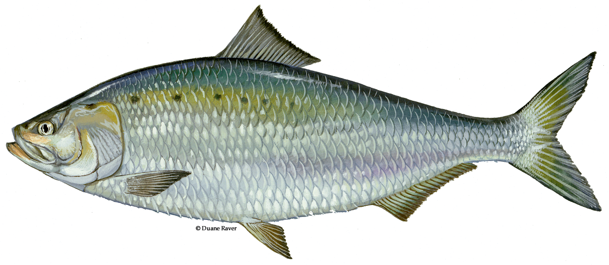 Download 1256 X 547 1 - American Shad PNG Image with No Background ...