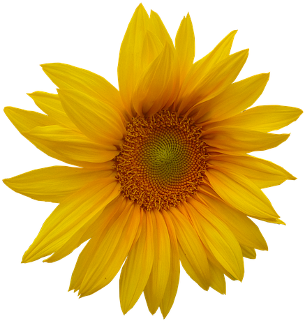 Download Clipart Yellow Flower Head PNG Image with No Background ...