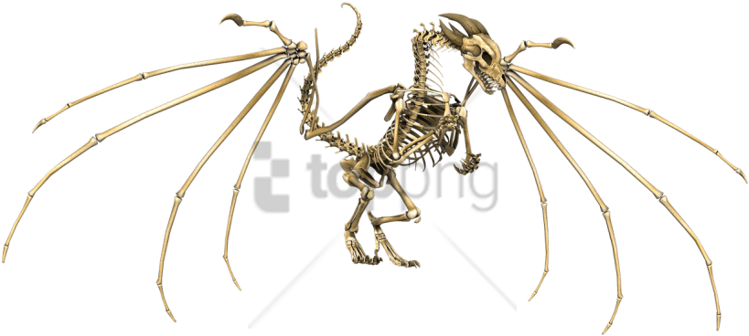 Download Free Png Download Dragon Skeleton Png Images Background ...