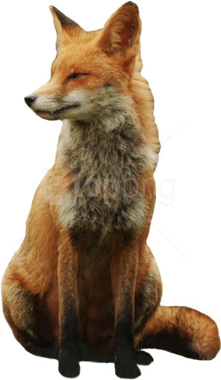 Download Fox Png Images Background - Red Fox Transparent - Free ...