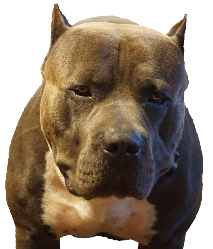 Download Big Mack - Pit Bull PNG Image with No Background - PNGkey.com