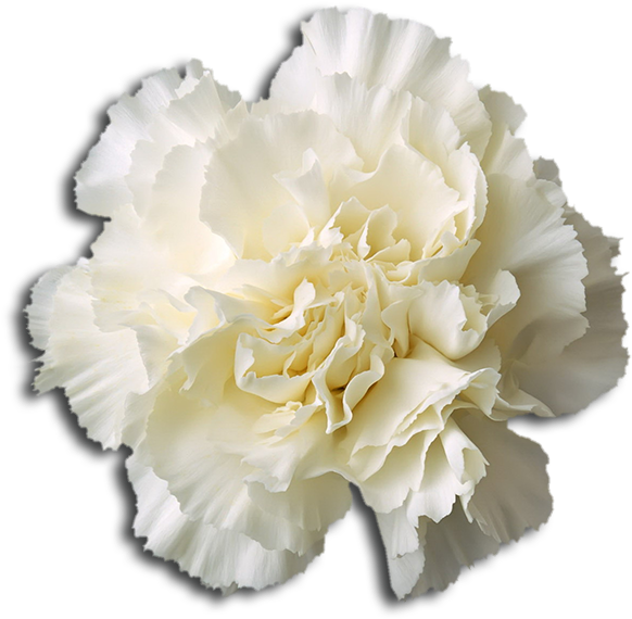 Alpha Phi Delta - Flower No Background Png - Free Transparent PNG ...