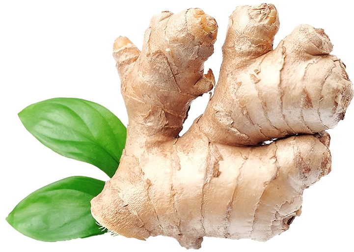 Ginger Png Download Image - Ginger Png - Free Transparent PNG Download ...