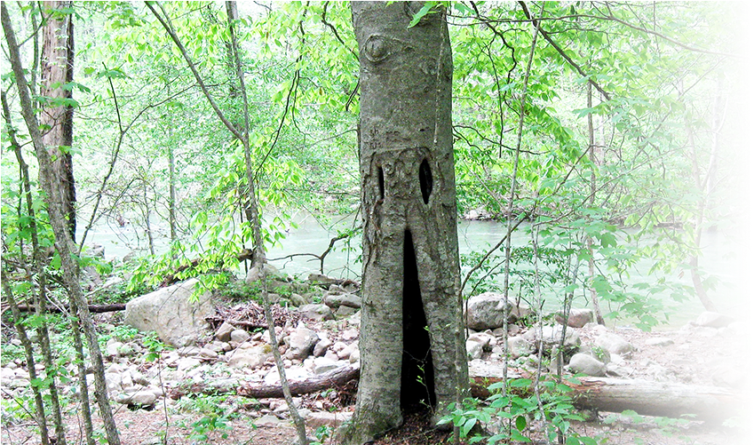 Download Home - Old-growth Forest PNG Image with No Background - PNGkey.com