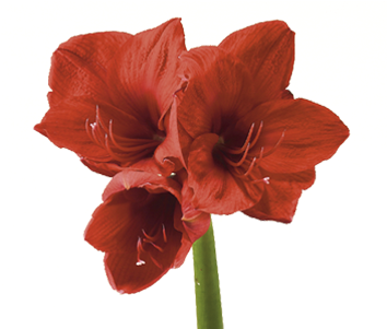 Amaryllis - Amaryllis Flower Png - Free Transparent PNG Download - PNGkey