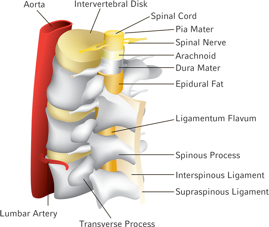 Spinal Tap Diagram - Diagram - Free Transparent PNG Download - PNGkey