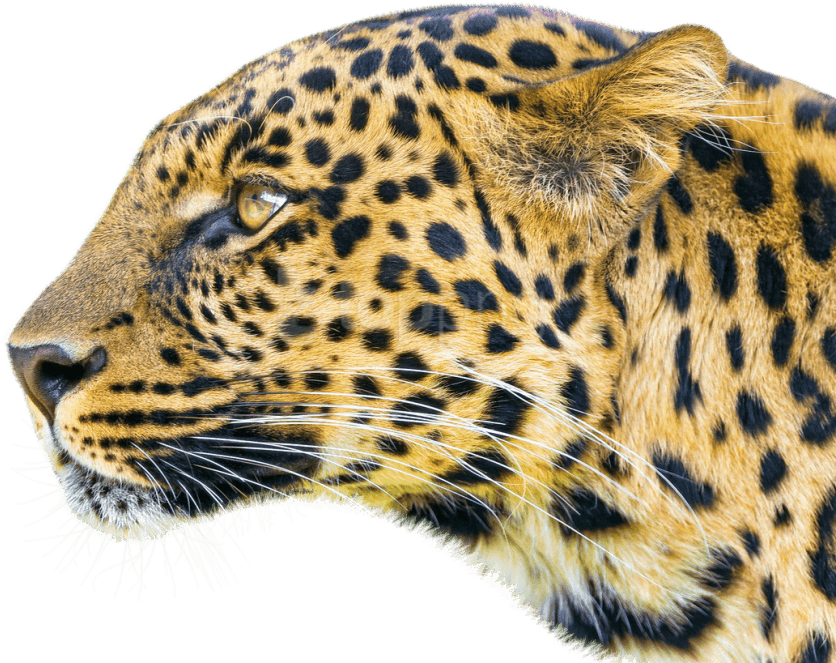 Download Free Png Download Leopard Png Images Background Png - Leopard ...