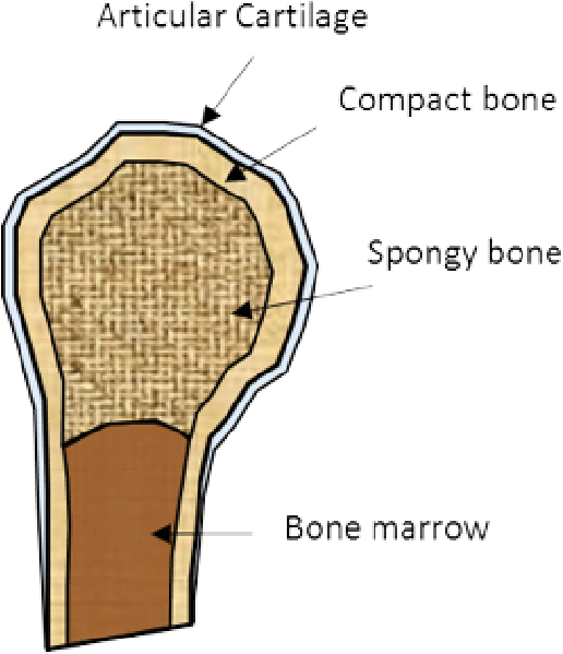 Download Schematic Representation Of Bone Structure - Diagram PNG Image ...