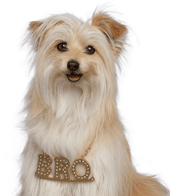 Download Brody - Pup Star 4 Pup Star Christmas Brody PNG Image with No ...