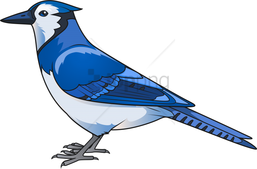 Download Free Png Blue Jay Transparent Png Image With Transparent ...