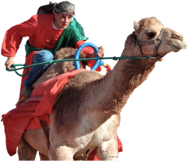 Camel Racer - Camel Race Canterbury Park - Free Transparent PNG ...