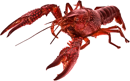 Download 1485807362-1139 - Crawfish Transparent PNG Image with No ...
