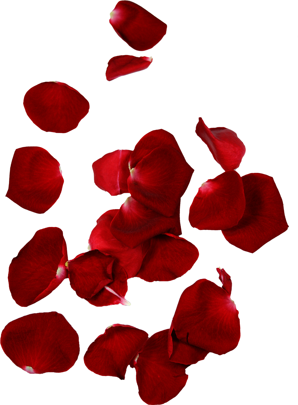 Download Hd Rose Petals - Rose Petal PNG Image with No Background ...