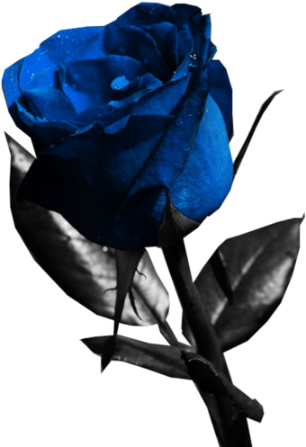 Blue Rose - Blue Rose Psd - Free Transparent PNG Download - PNGkey